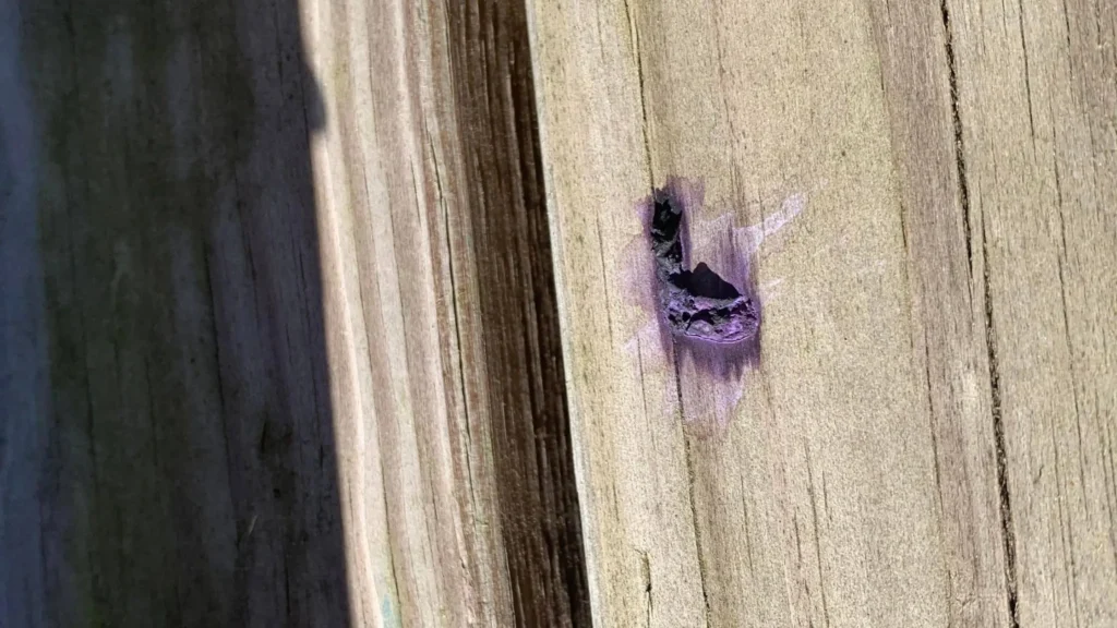 Purple Bird Poop: A Sign of Avian Health Issues? - Birds Pal