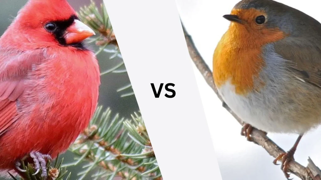 Red Robin vs Cardinal: How to Tell Them Apart - Birds Pal
